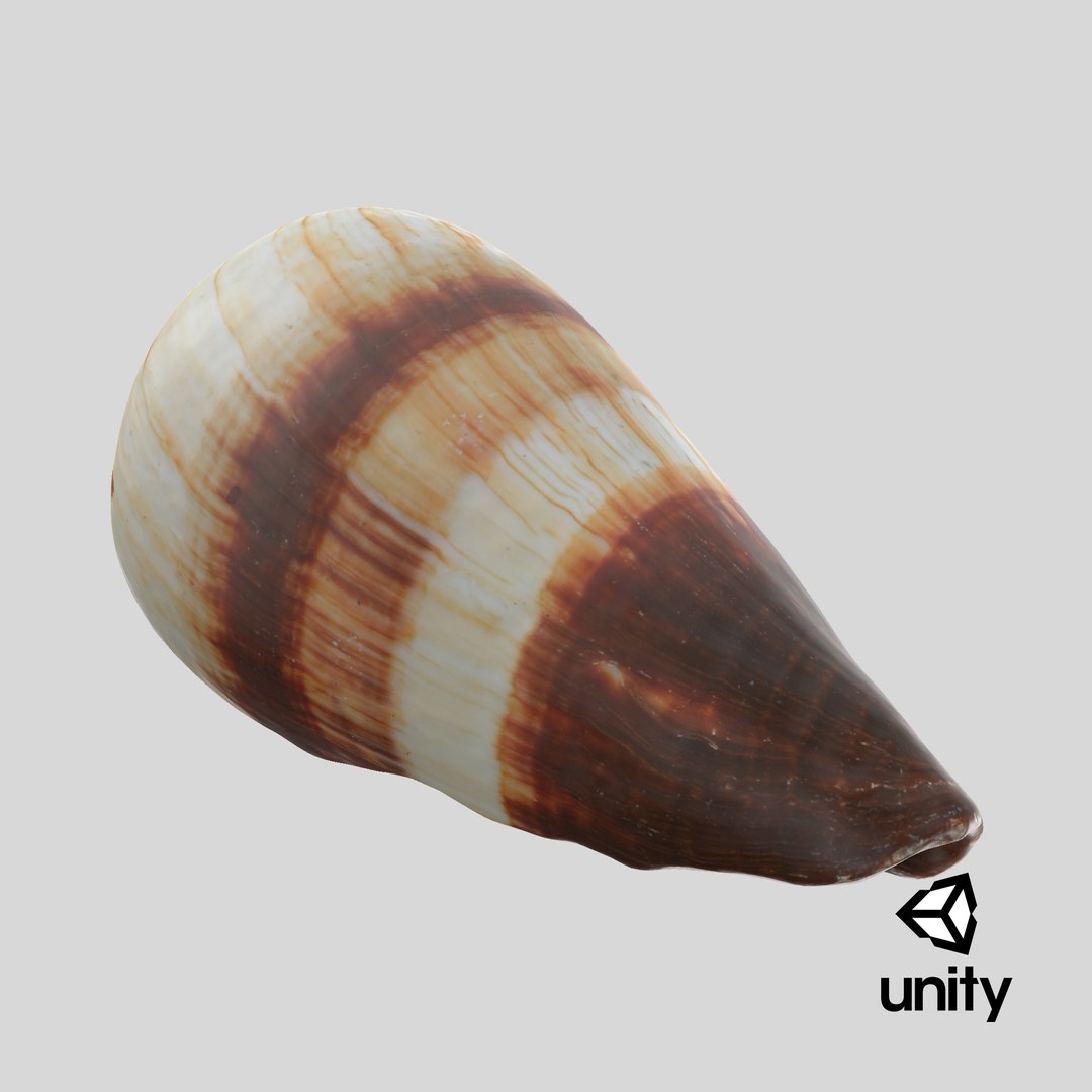 Conus Miles 3D Model - TurboSquid 2140121