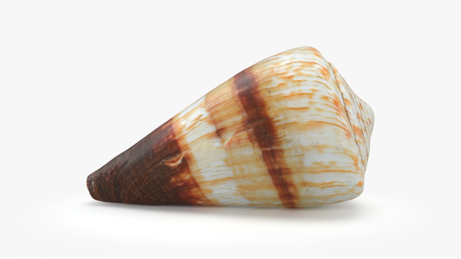 Conus Miles 3D Model - TurboSquid 2140121