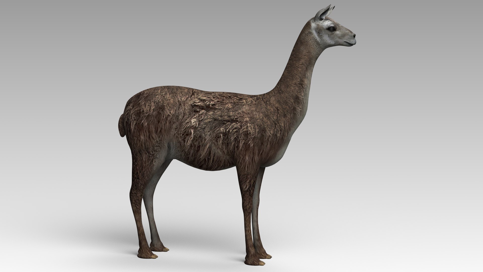 Llama Lama 3D Model - TurboSquid 1452987