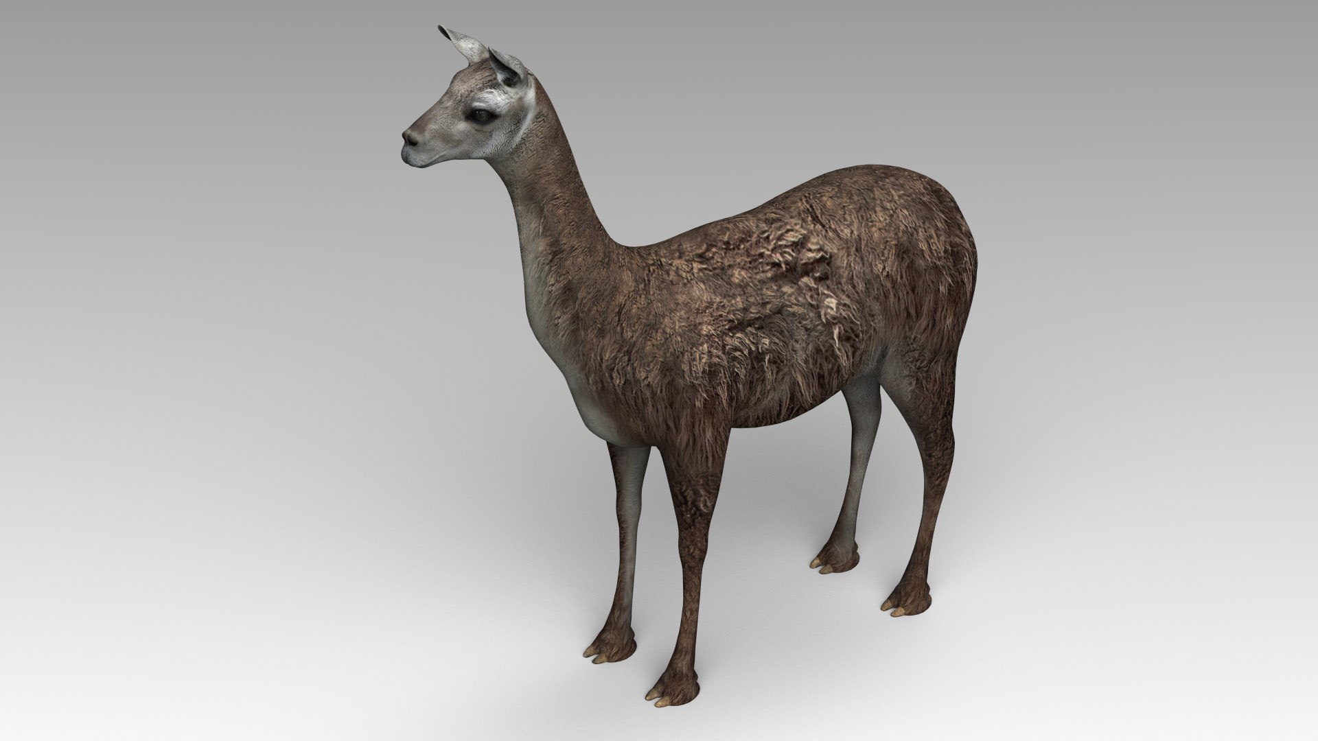 Llama Lama 3D Model - TurboSquid 1452987