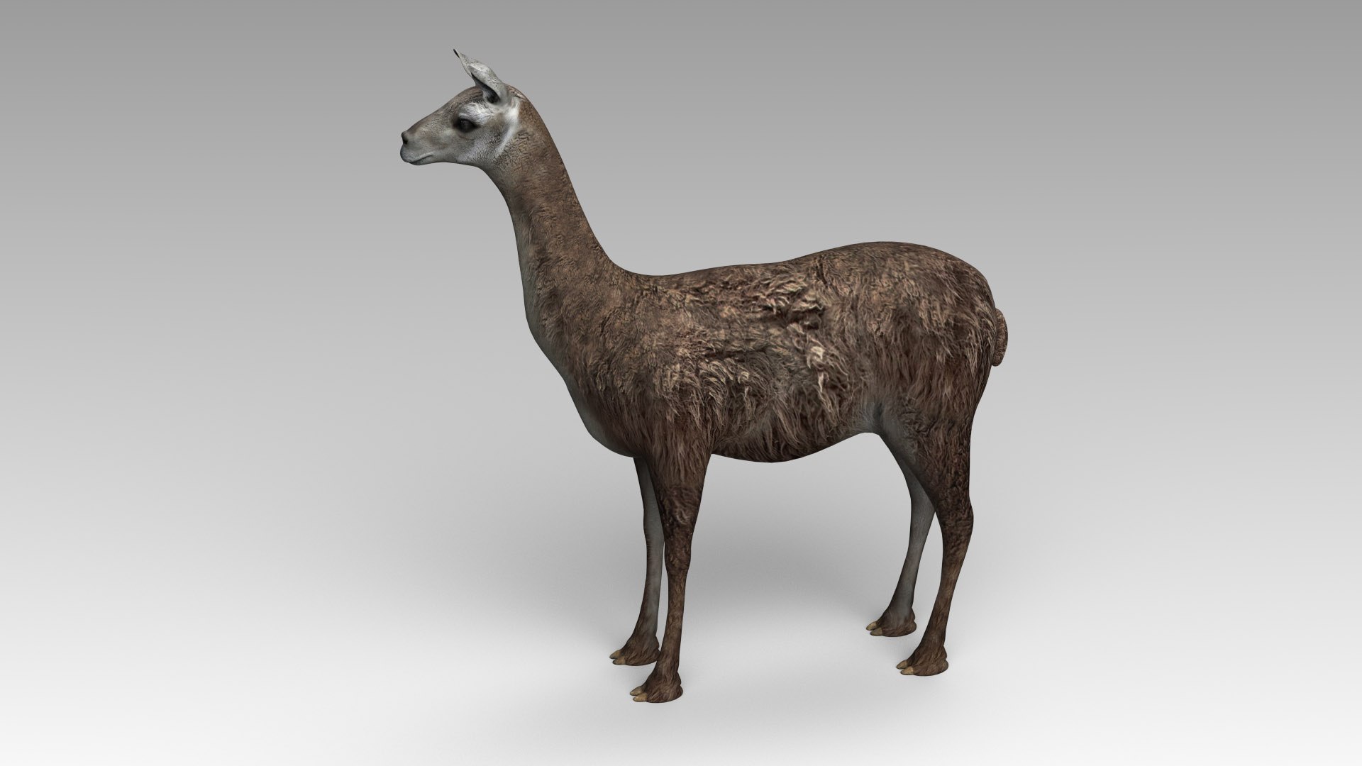 Llama Lama 3D Model - TurboSquid 1452987