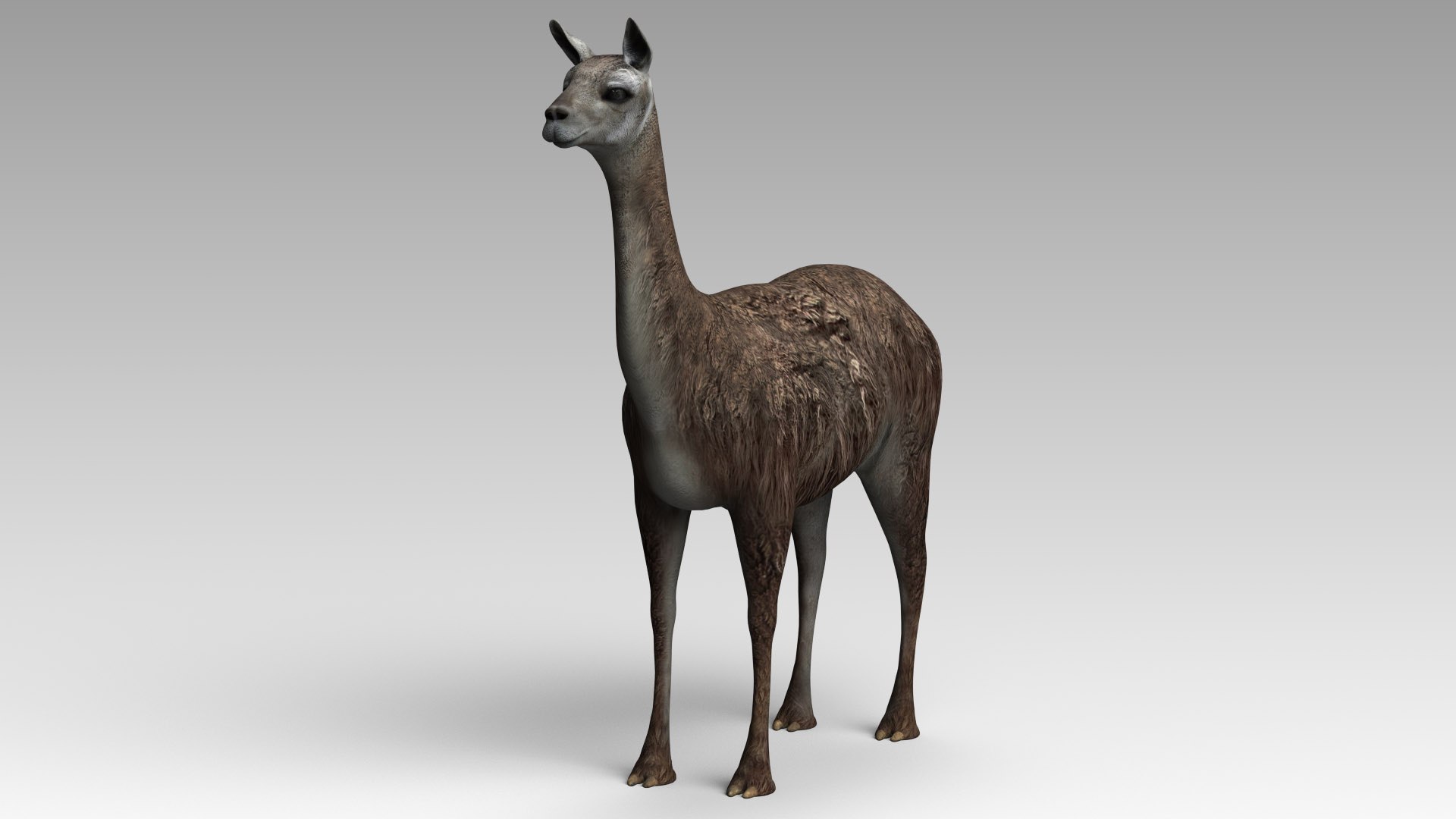 Llama Lama 3D Model - TurboSquid 1452987