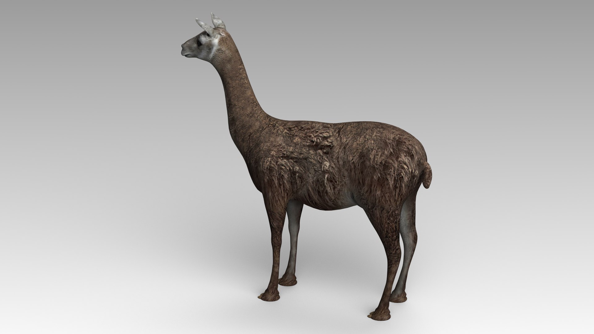 Llama Lama 3D Model - TurboSquid 1452987