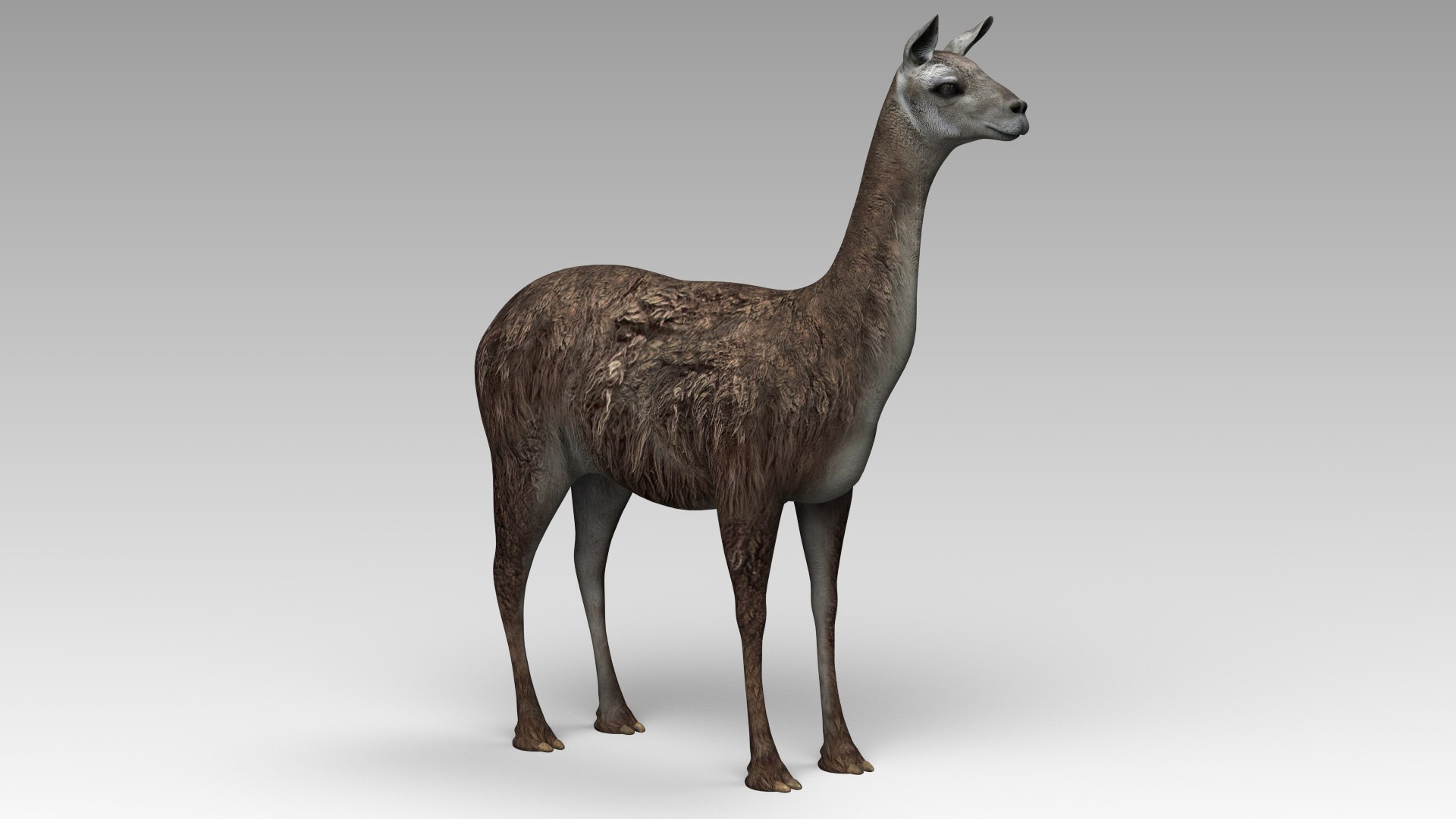 Llama Lama 3D Model - TurboSquid 1452987