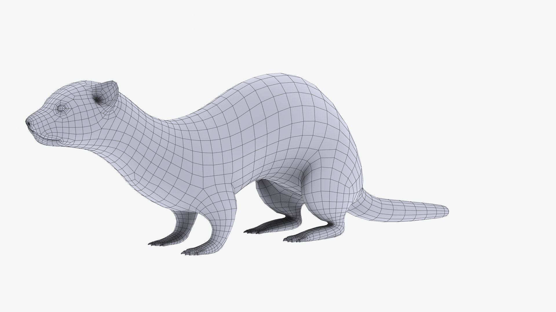 Ferret animal mongoose 3D model - TurboSquid 1447768
