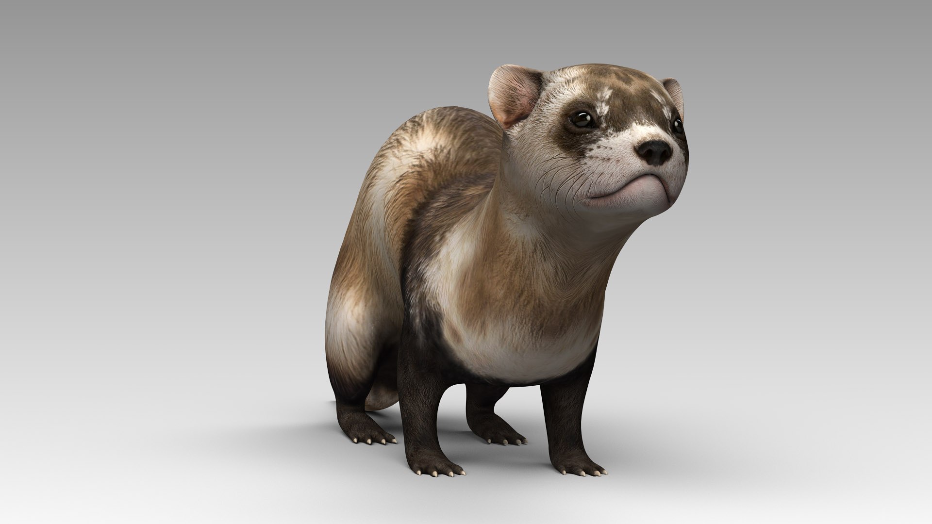 Ferret animal mongoose 3D model - TurboSquid 1447768