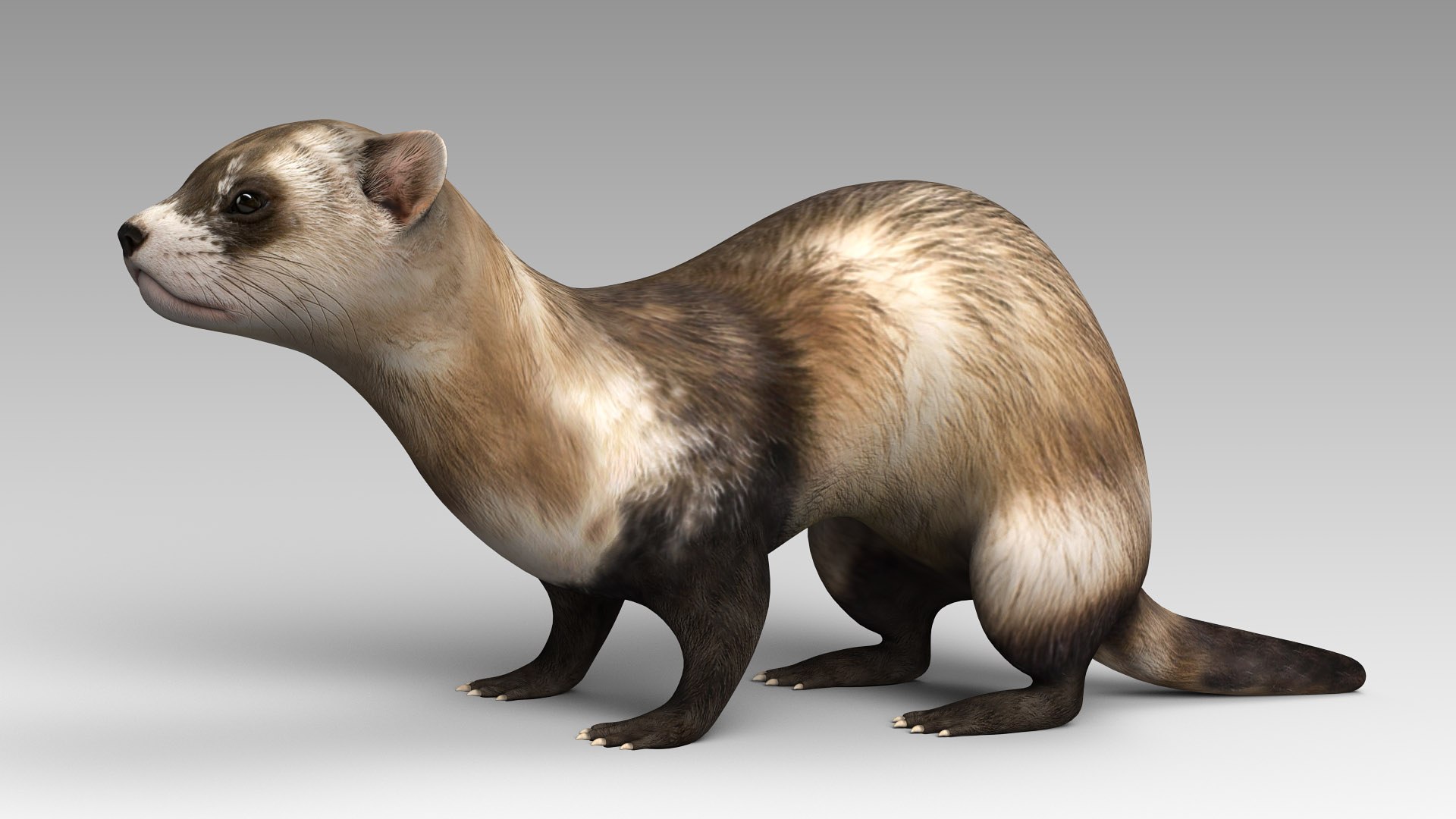 Ferret animal mongoose 3D model - TurboSquid 1447768