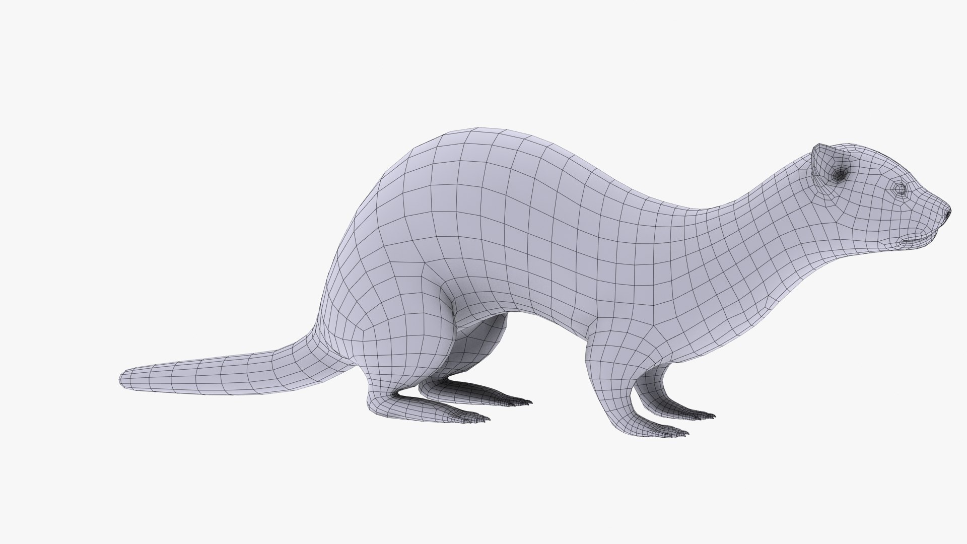 Ferret animal mongoose 3D model - TurboSquid 1447768