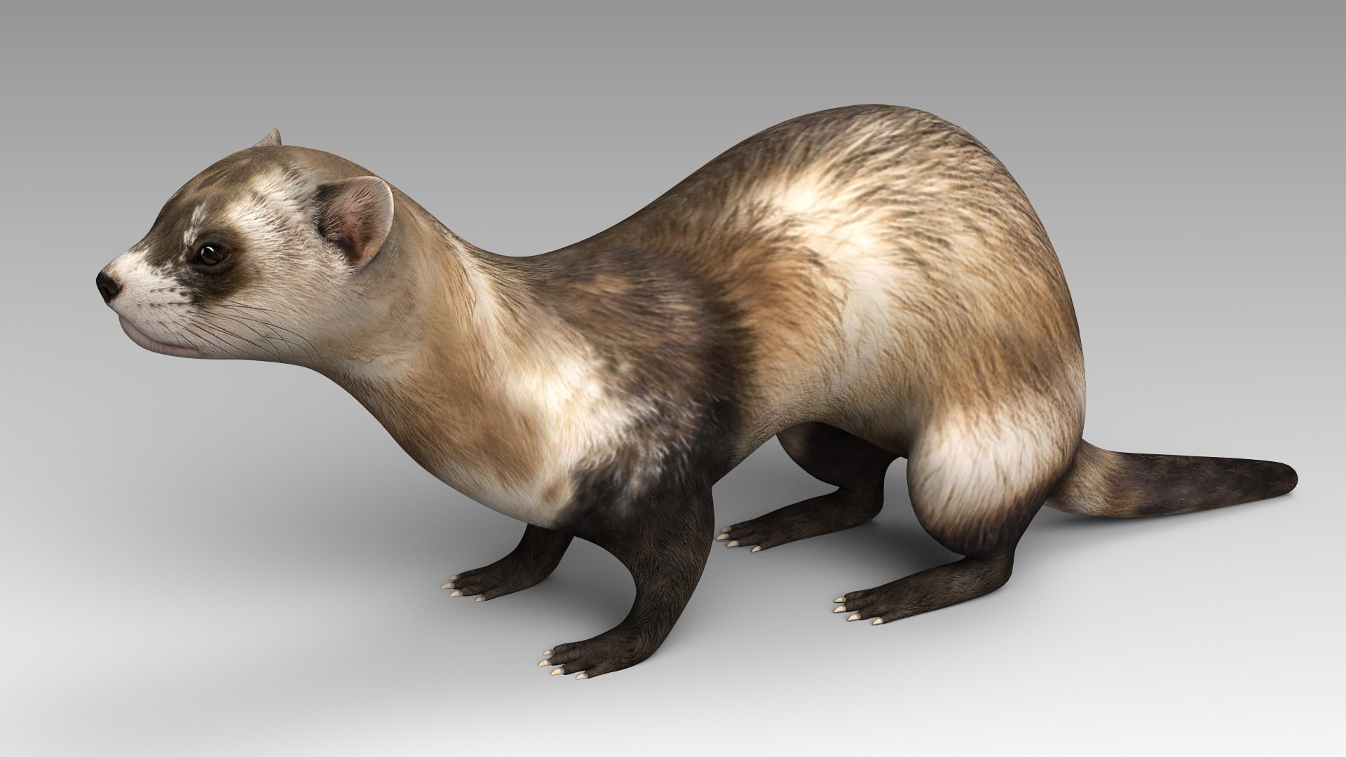 Ferret animal mongoose 3D model - TurboSquid 1447768