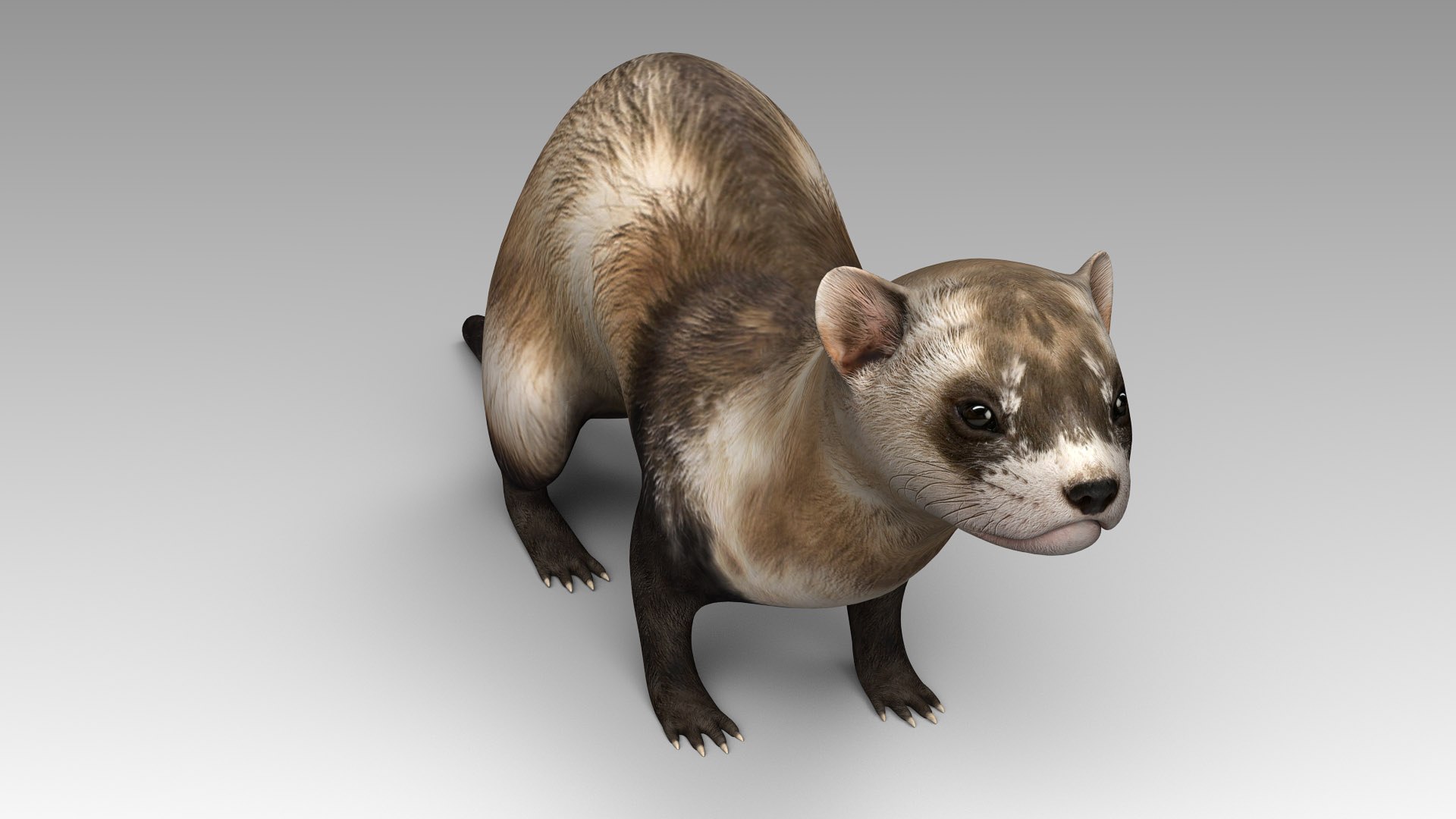 Ferret animal mongoose 3D model - TurboSquid 1447768