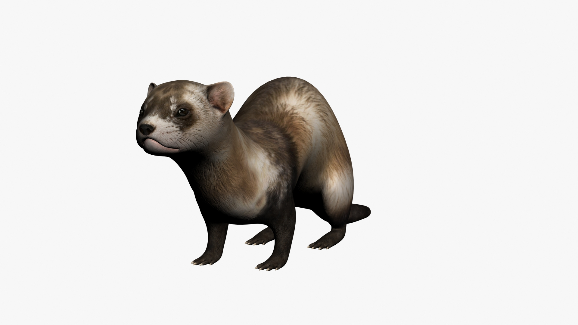 Ferret animal mongoose 3D model - TurboSquid 1447768