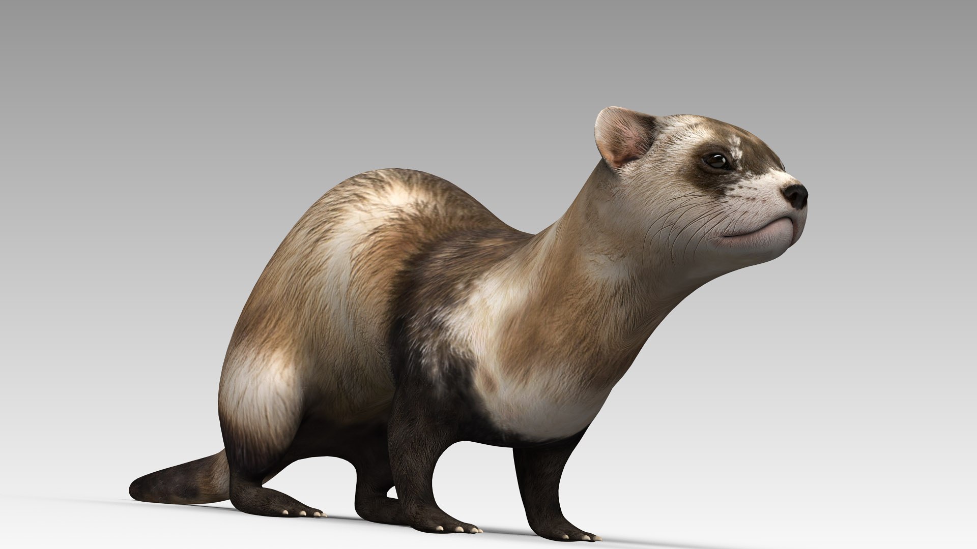 Ferret animal mongoose 3D model - TurboSquid 1447768