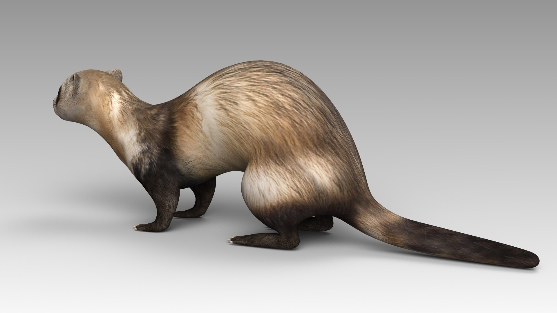 Ferret animal mongoose 3D model - TurboSquid 1447768