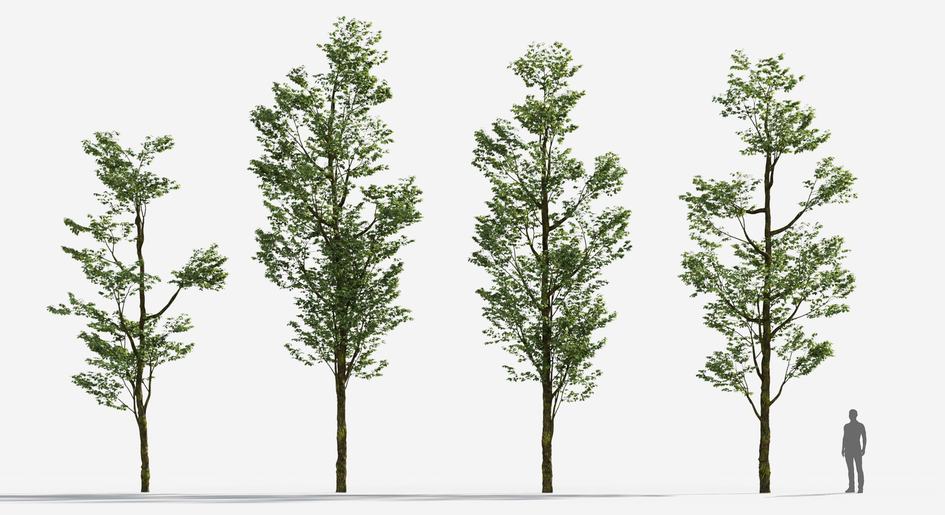 Rainforest Collection 3D - TurboSquid 1743426