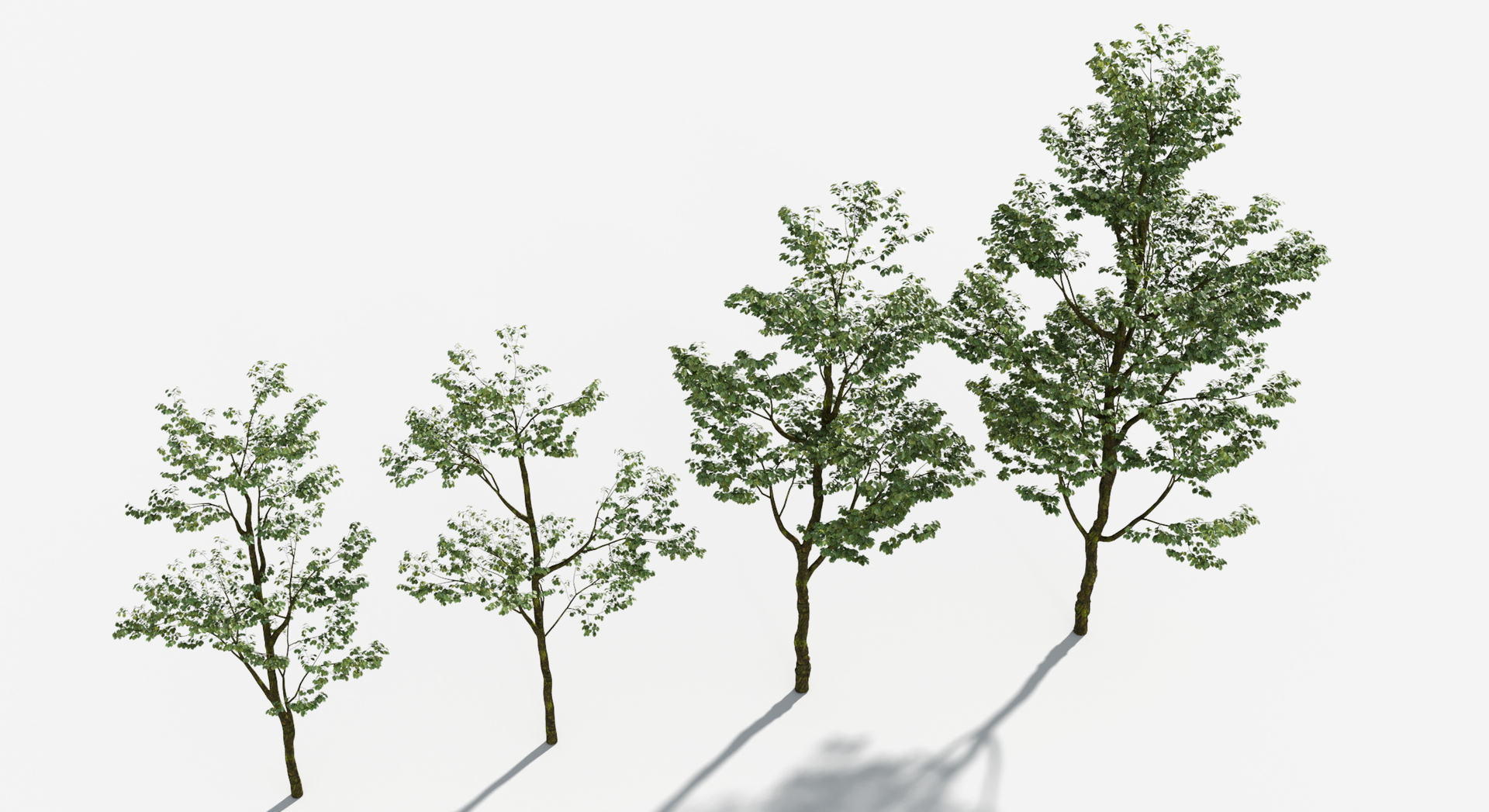 Rainforest Collection 3D - TurboSquid 1743426