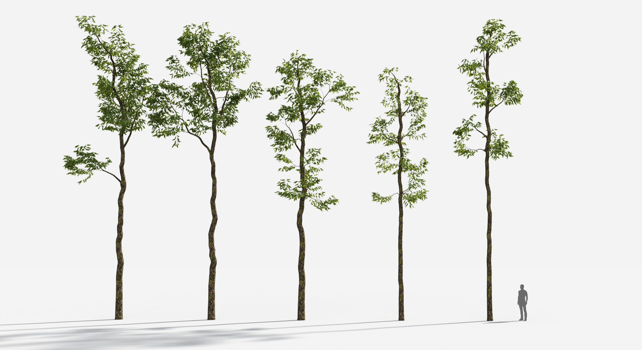 Rainforest Collection 3D - TurboSquid 1743426