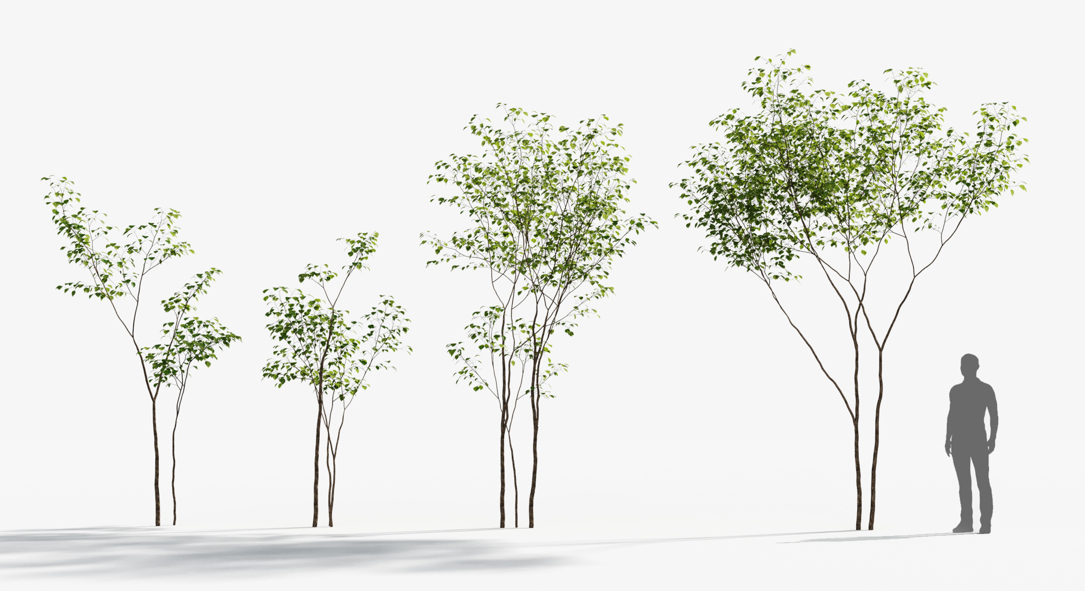 Rainforest Collection 3D - TurboSquid 1743426