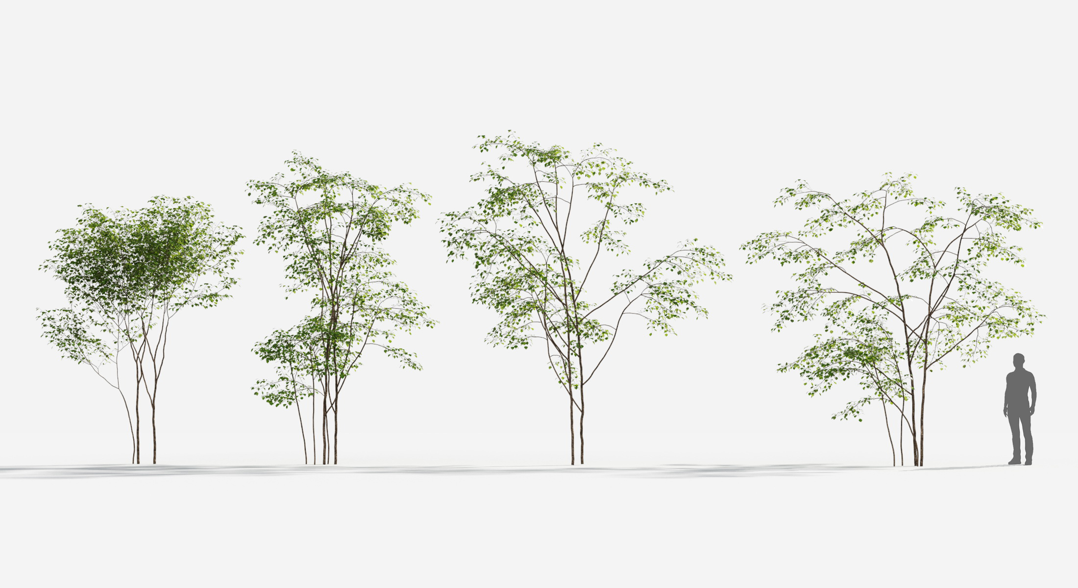 Rainforest Collection 3D - TurboSquid 1743426