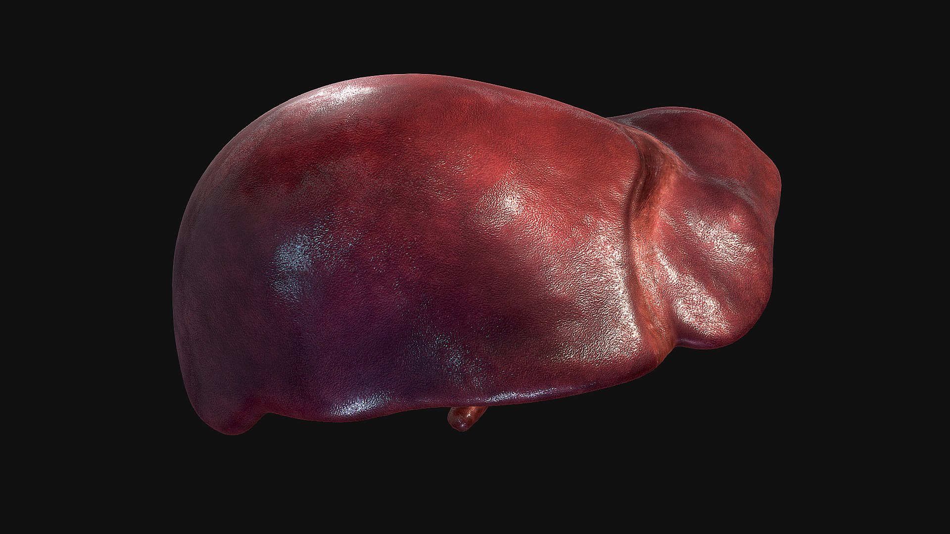 3D Liver Animation Model - TurboSquid 1808079