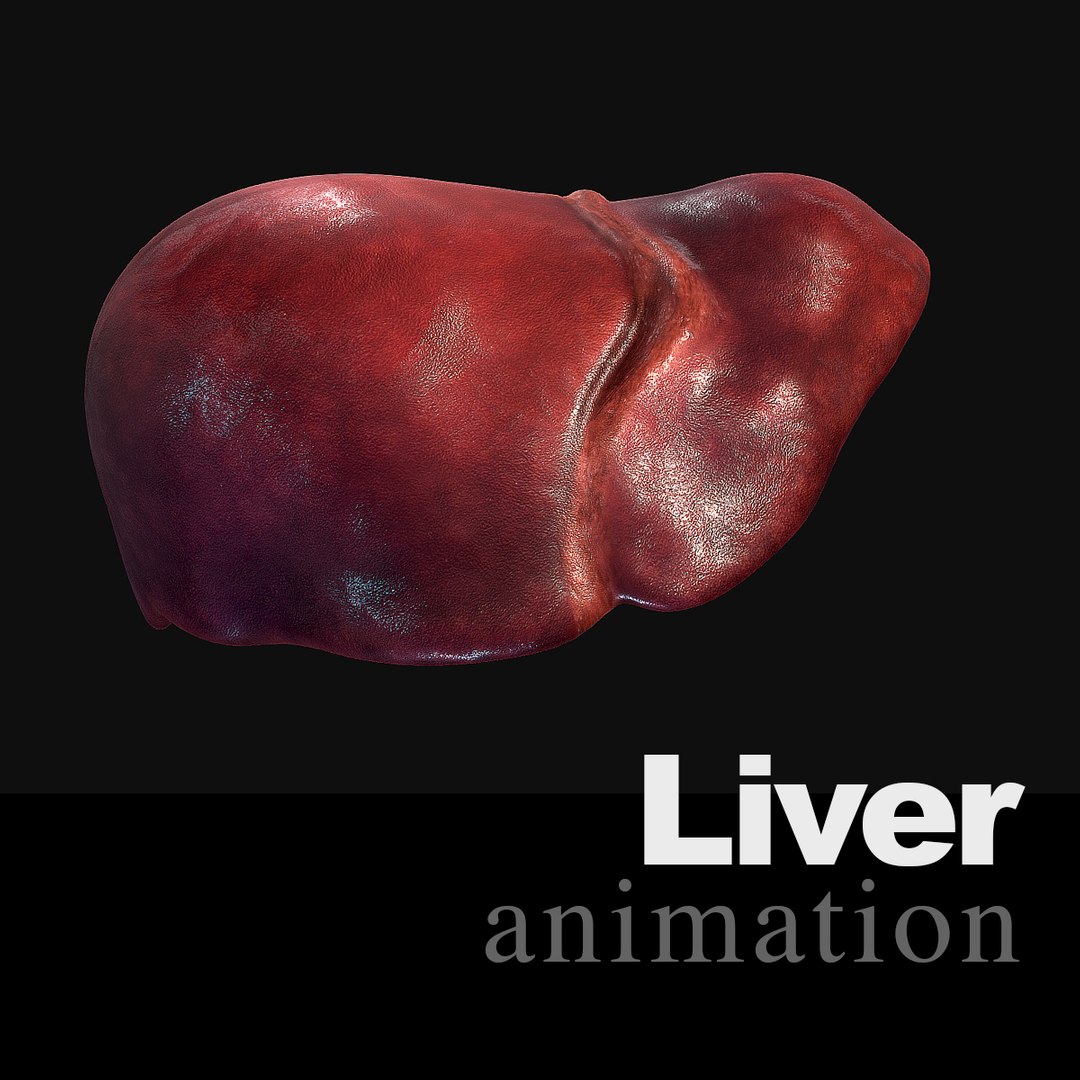 3D Liver Animation Model - TurboSquid 1808079