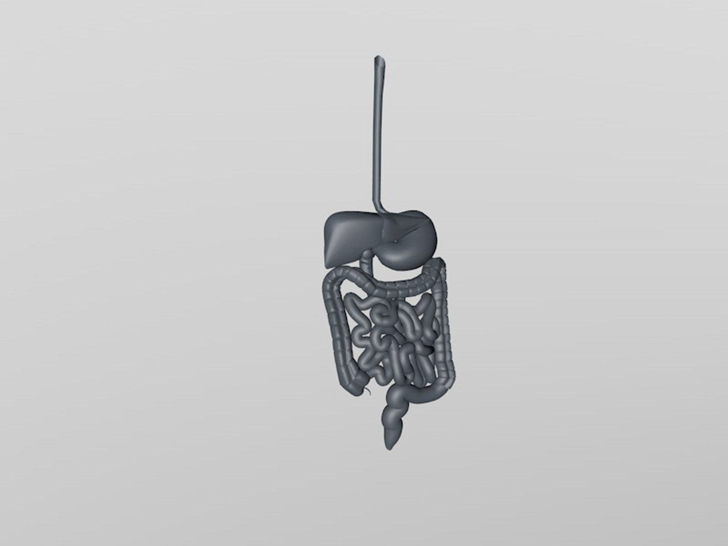 Colon Intestine 3D - TurboSquid 1333590