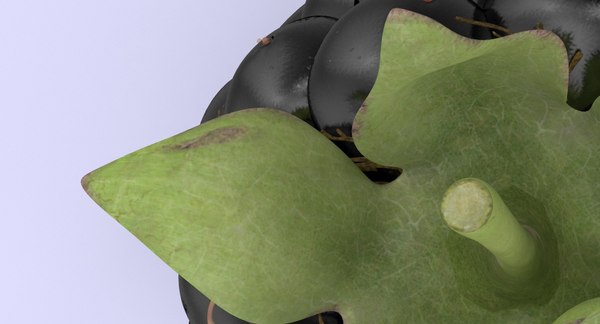 blackberry black berry max