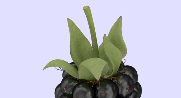 blackberry black berry max