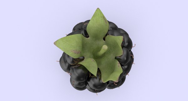 blackberry black berry max