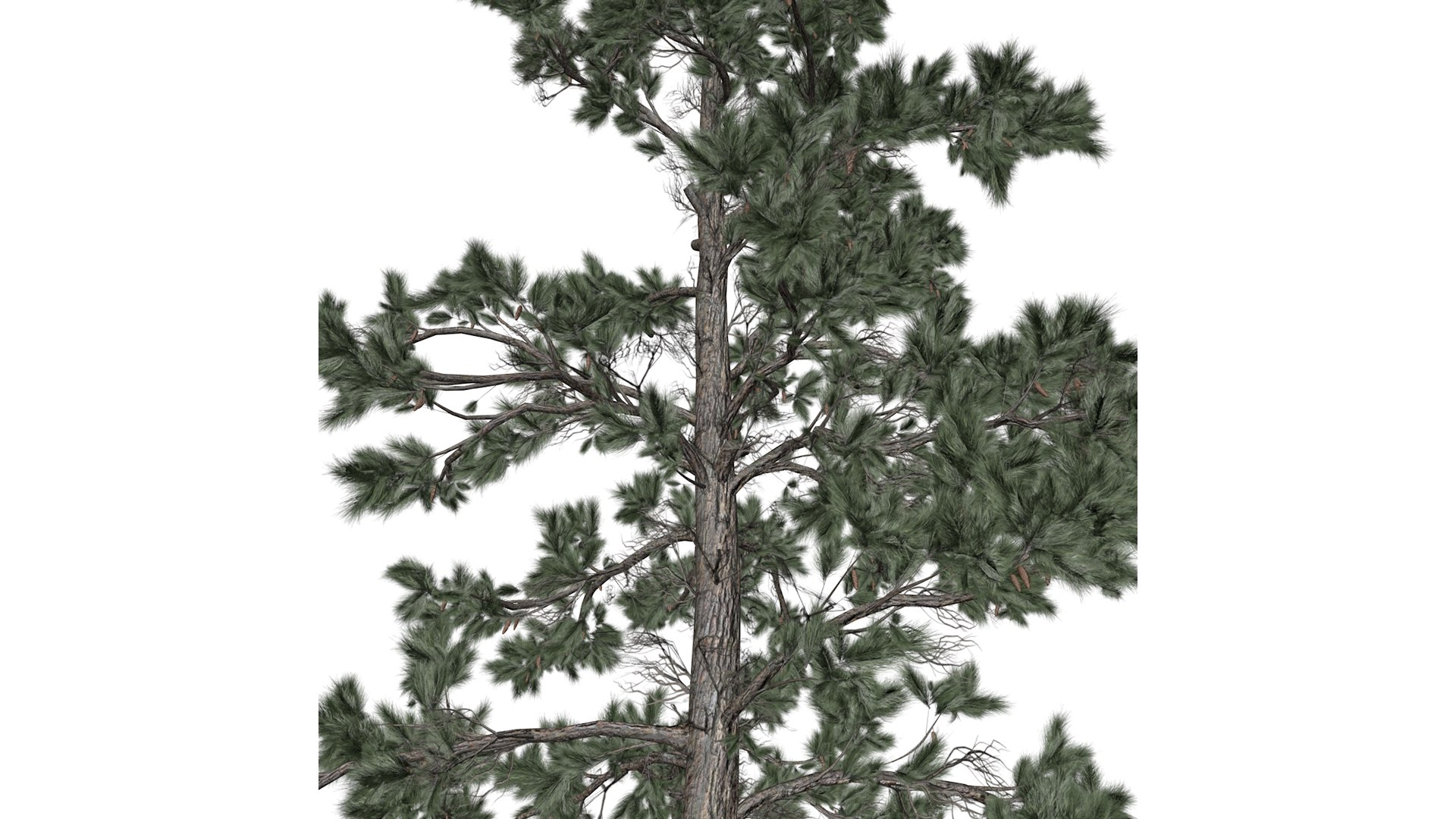3D Eastern White Pine - 02 - - TurboSquid 2373451