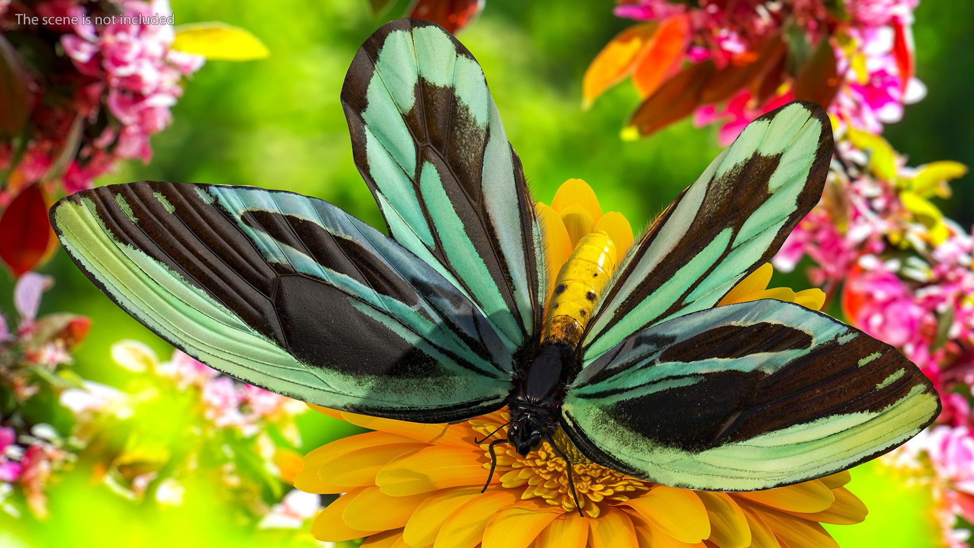 Yellow Gerbera Flower With Queen Alexandras Birdwing Butterfly Fur 3D ...