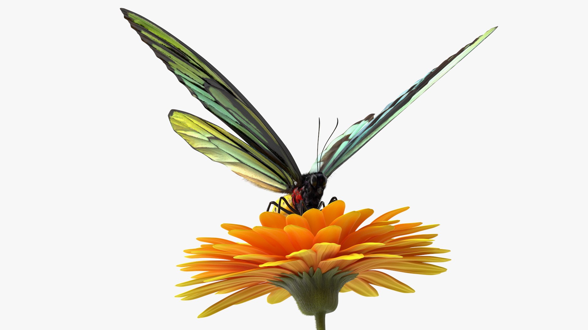 Yellow Gerbera Flower With Queen Alexandras Birdwing Butterfly Fur 3D ...