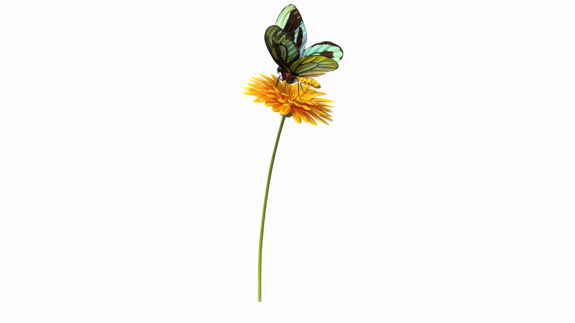 Yellow Gerbera Flower With Queen Alexandras Birdwing Butterfly Fur 3D ...