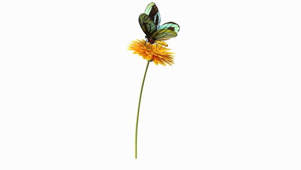 Yellow Gerbera Flower with Queen Alexandras Birdwing Butterfly Fur 3D ...