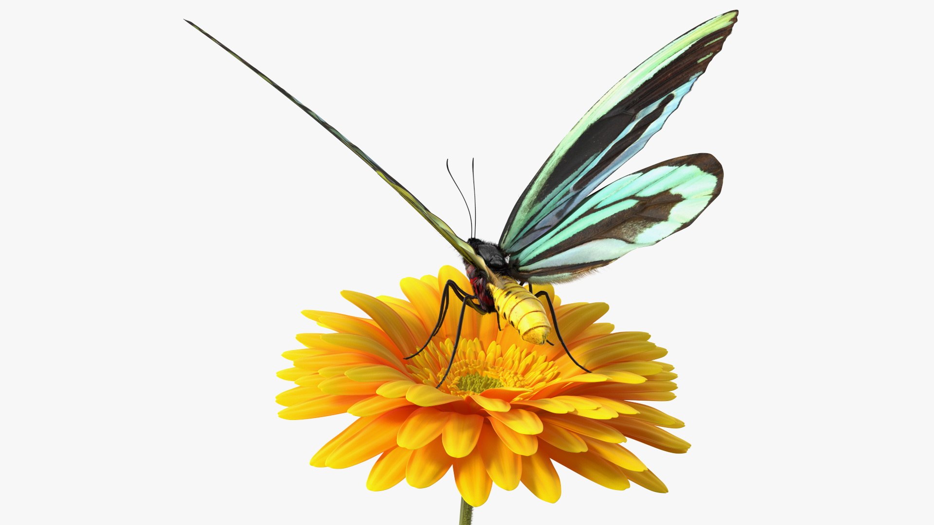 Yellow Gerbera Flower With Queen Alexandras Birdwing Butterfly Fur 3D ...