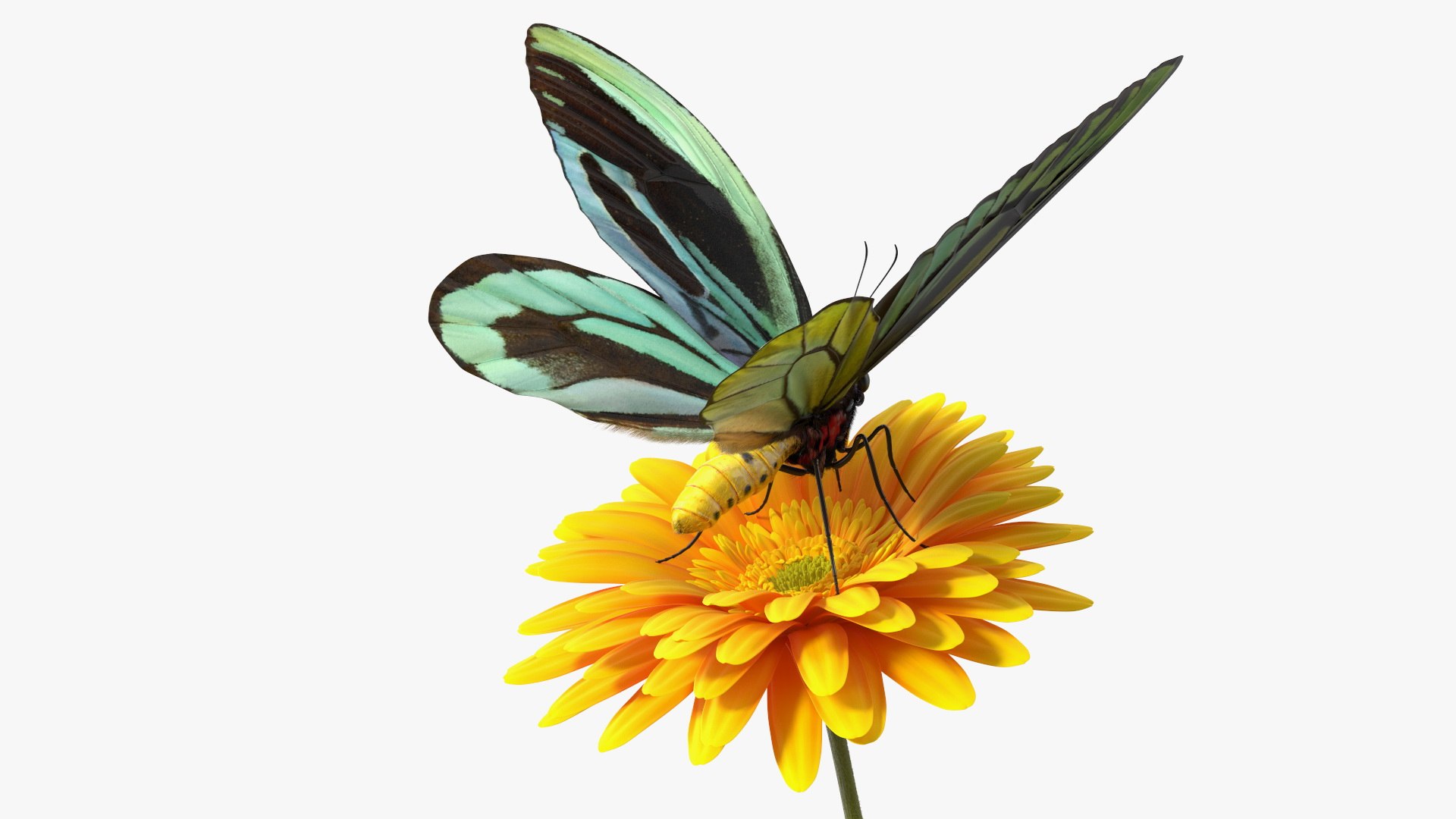 Yellow Gerbera Flower With Queen Alexandras Birdwing Butterfly Fur 3D ...