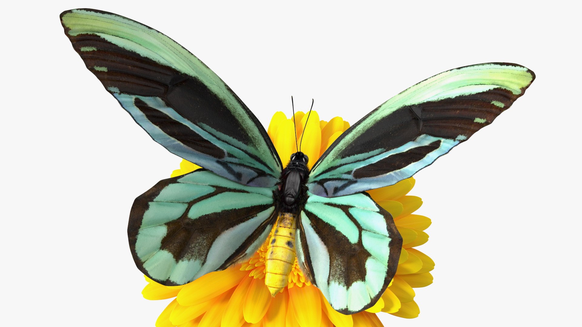 Yellow Gerbera Flower With Queen Alexandras Birdwing Butterfly Fur 3D ...