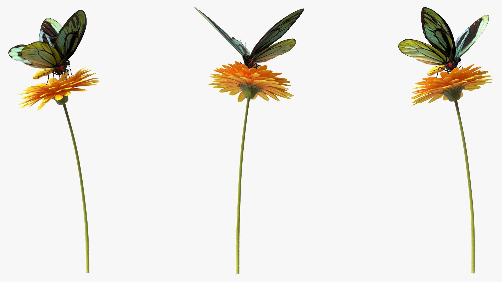 Yellow Gerbera Flower With Queen Alexandras Birdwing Butterfly Fur 3D ...