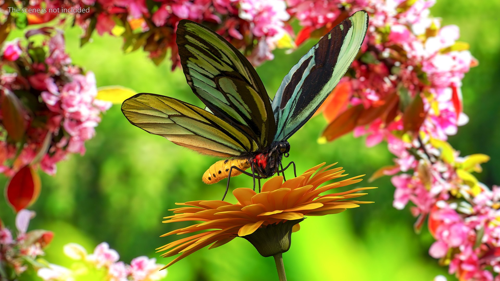 Yellow Gerbera Flower With Queen Alexandras Birdwing Butterfly Fur 3D ...