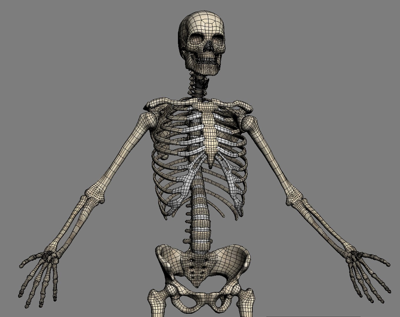 3d Model Of Realistic Anatomy Skeleton Skin