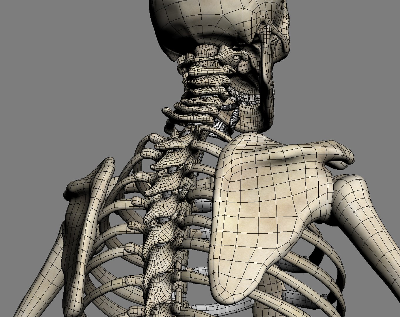 3d Model Of Realistic Anatomy Skeleton Skin
