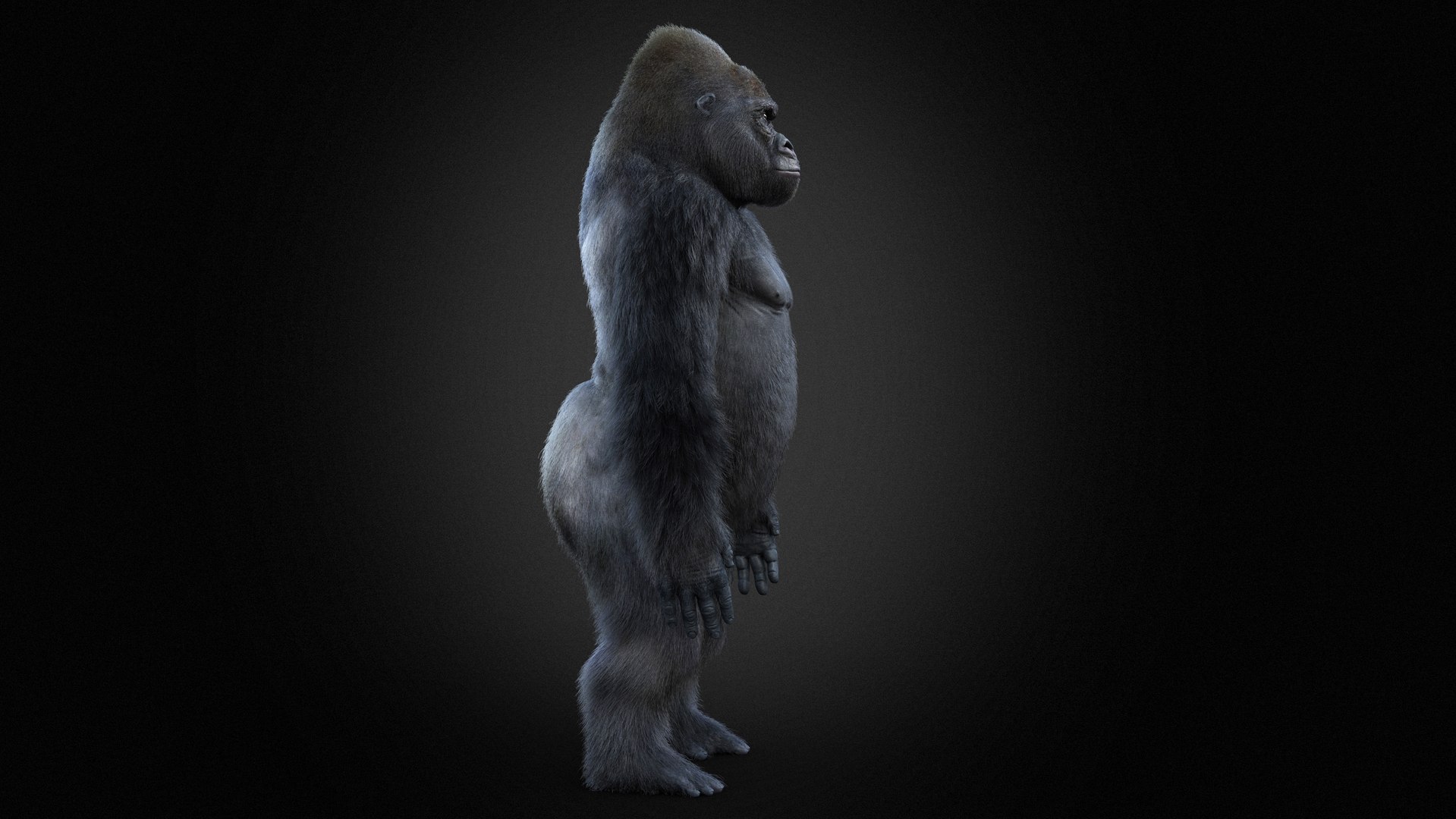 3D GORILLA 3 Static Version XGEN-CORE - TurboSquid 2350352