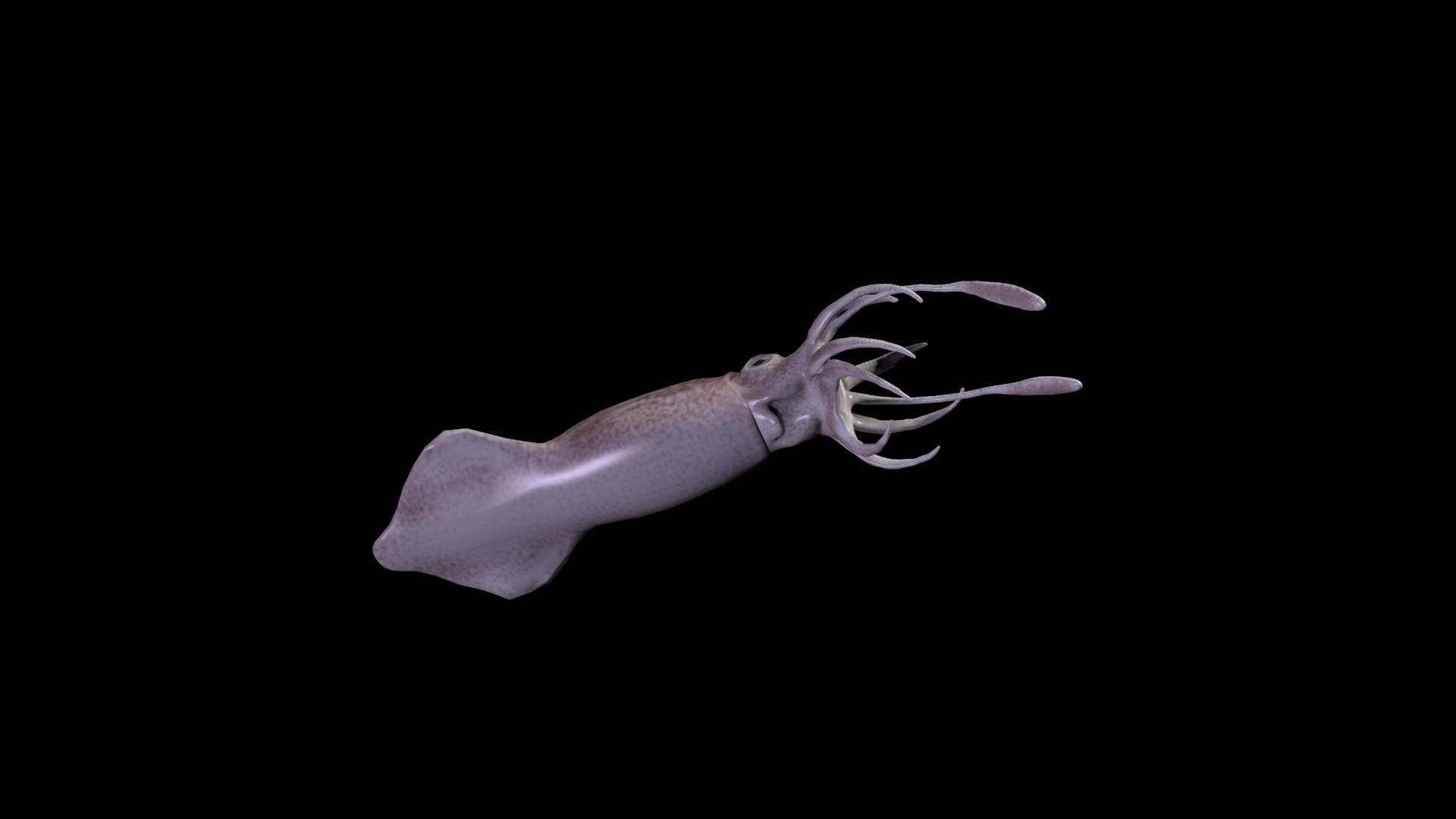 Max Squid Realistic Animation