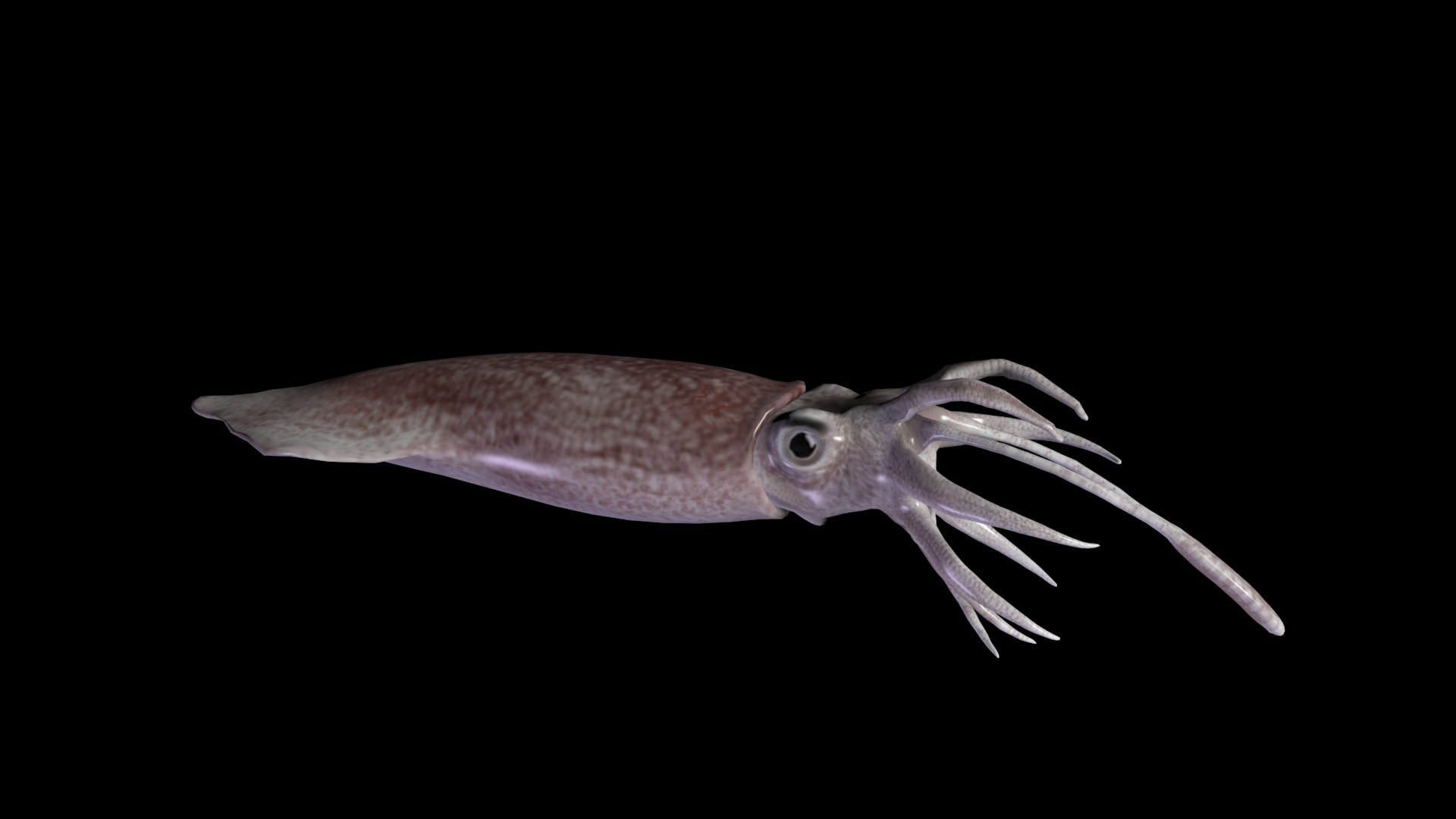 Max Squid Realistic Animation