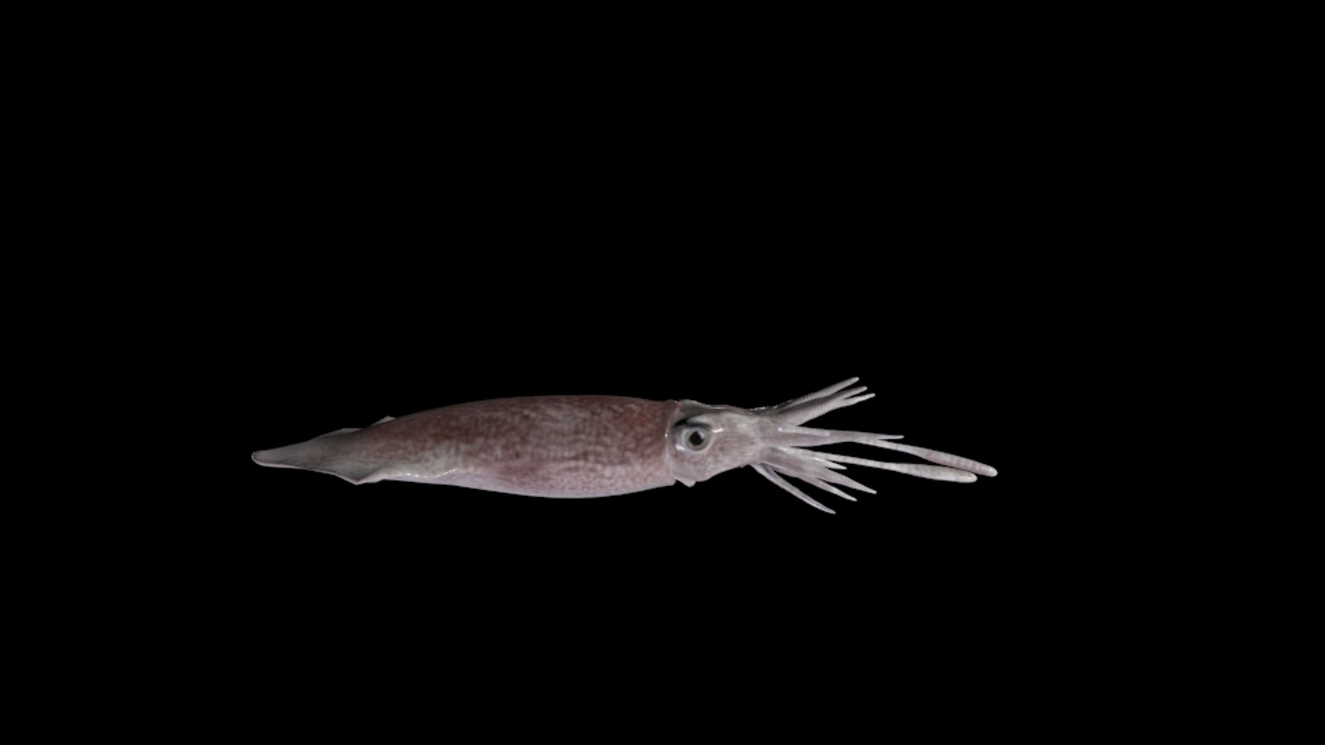 Max Squid Realistic Animation