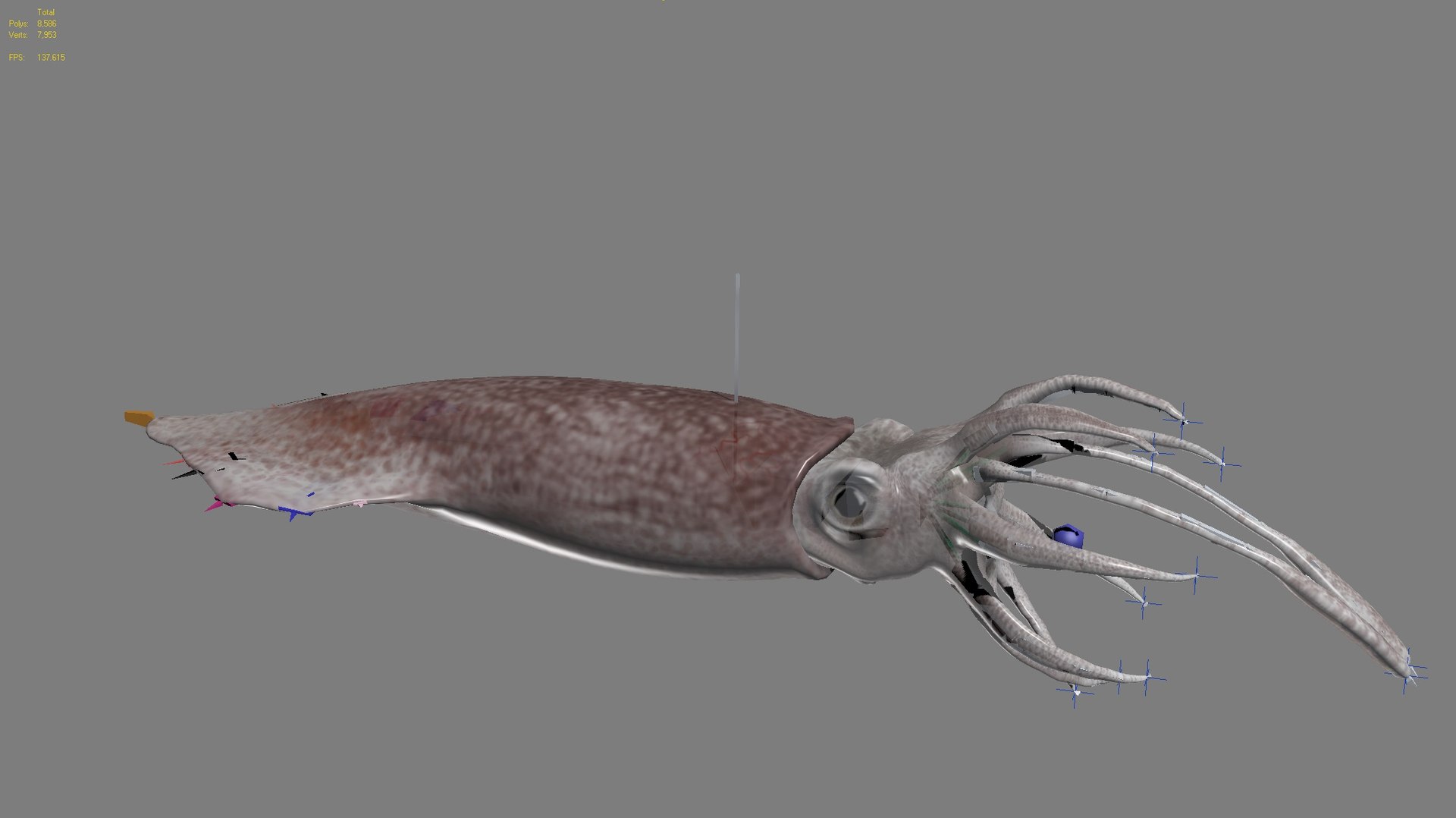 Max Squid Realistic Animation