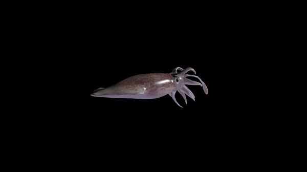 max squid realistic animation