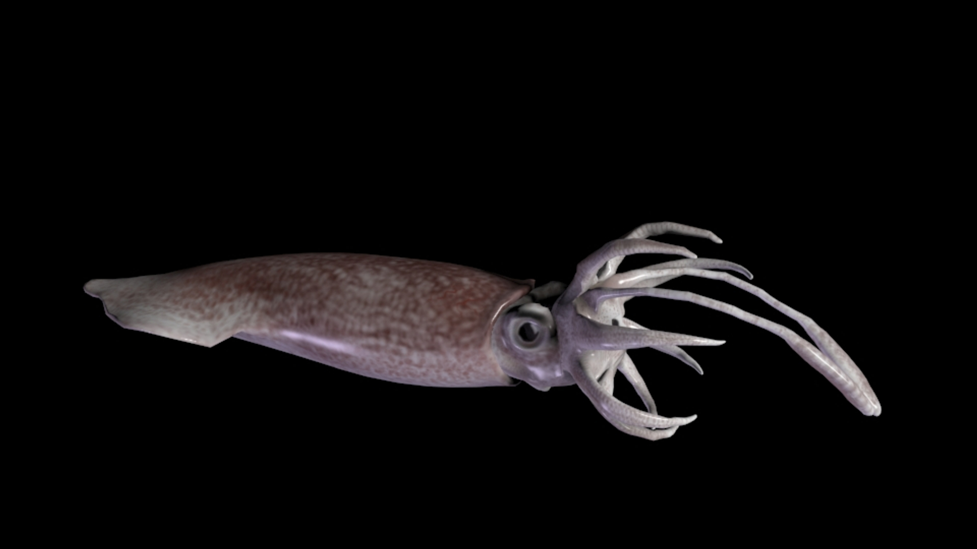 Max Squid Realistic Animation