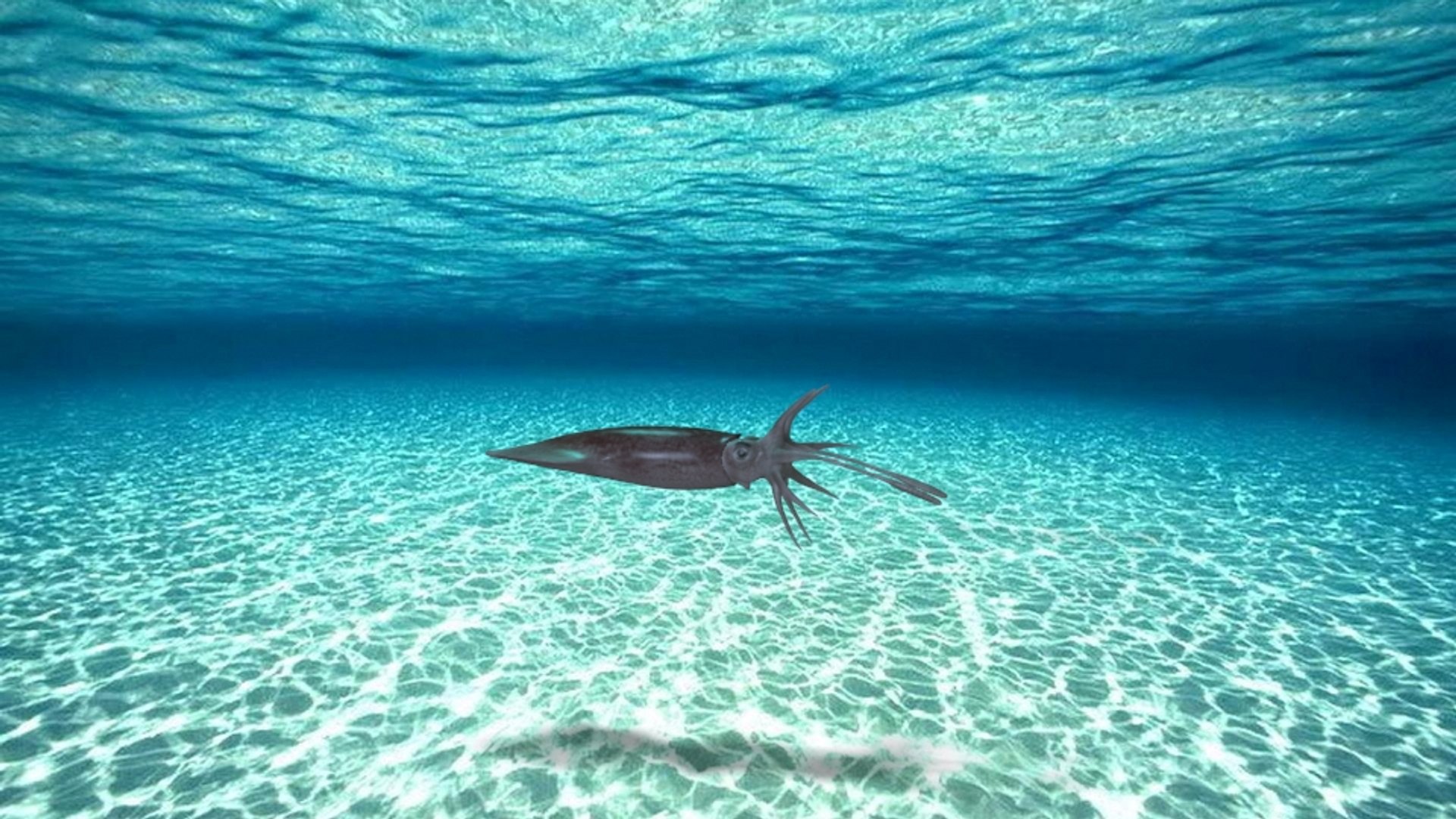 Max Squid Realistic Animation