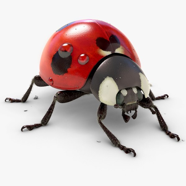 Ladybug 3D Models for Download | TurboSquid