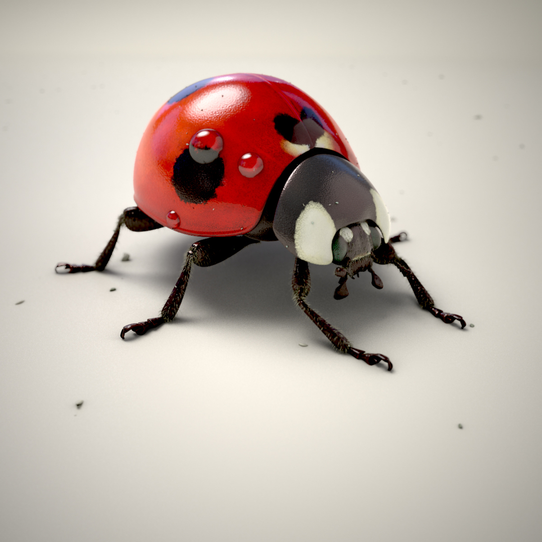 3d Animation Ladybug V-ray Fur Model